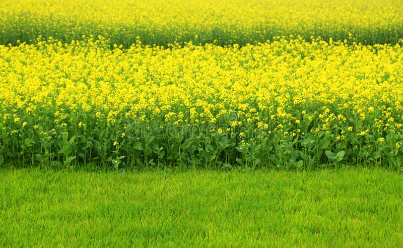 Mustard Field in Bangladesh Stock Image - Image of medicinal, rapa ...