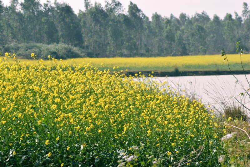 Mustard Field with a Cinematic Colour Just beside a Pond Stock Image ...