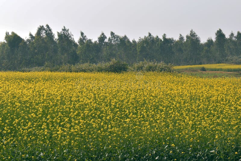 Mustard Field in a Village in India Stock Photo - Image of sunny ...