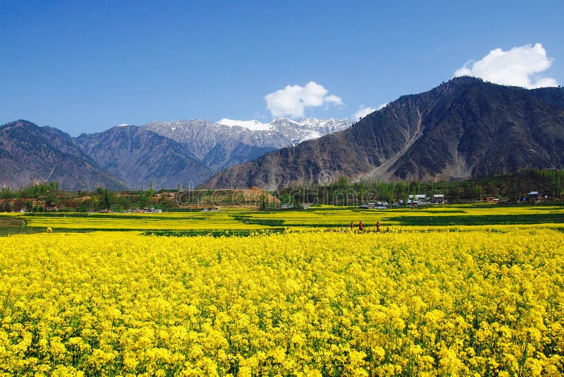 110 Mustard Field Kashmir Stock Photos - Free & Royalty-Free Stock ...
