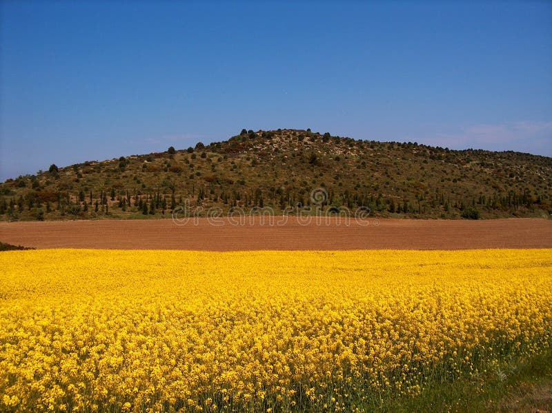 Mustard Field and Landscape Stock Image - Image of meadow, hollister ...