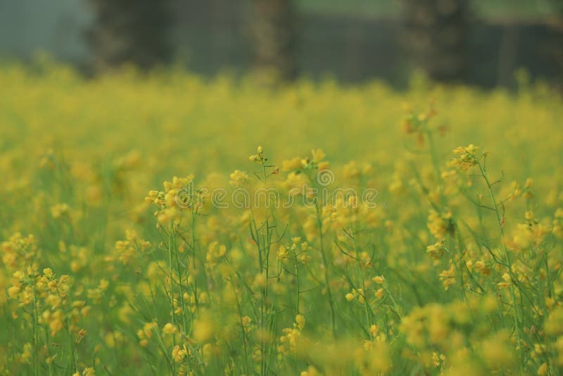 Mustard Field with Lot of Mustard Plant Stock Image - Image of bright ...