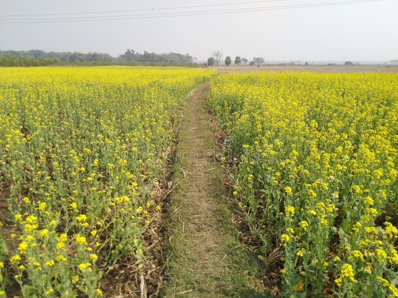 Mustard Field Photo from Village Stock Image - Image of india, village ...