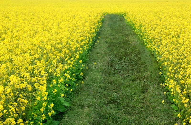 Mustard field and a tree stock photo. Image of mustard - 2328886