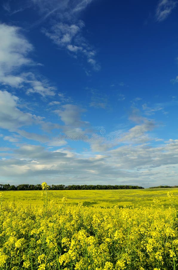 Mustard Field Under Beautiful Sky Stock Photo - Image of industry ...