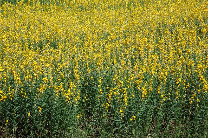 Mustard Field stock image. Image of food, bloom, spring - 44196613
