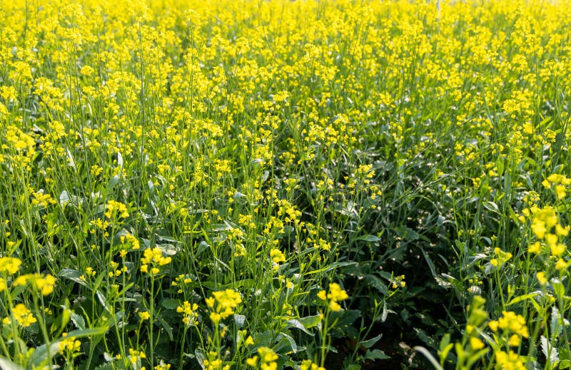 Mustard Field with Yellow Flowers at Bright Day Stock Image - Image of ...