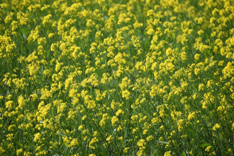 Mustard Field with Yellow and Green Colour in a Windy Day Stock Image ...