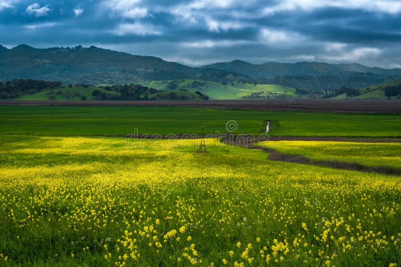 Landscape Of Mustard Flower Field Stock Image - Image of landscape ...
