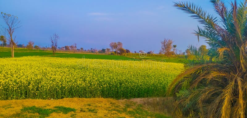 Mustard fields in Punjab. stock image. Image of vegetable - 250160153