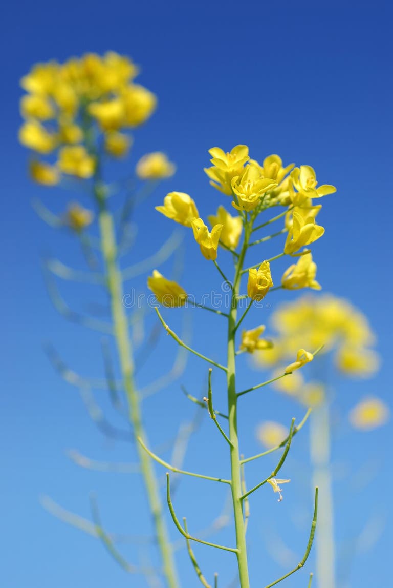 Mustard Flowers Stock Illustrations – 3,059 Mustard Flowers Stock ...