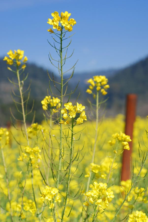 Mustard Flower stock image. Image of forage, flower, clear - 7260905