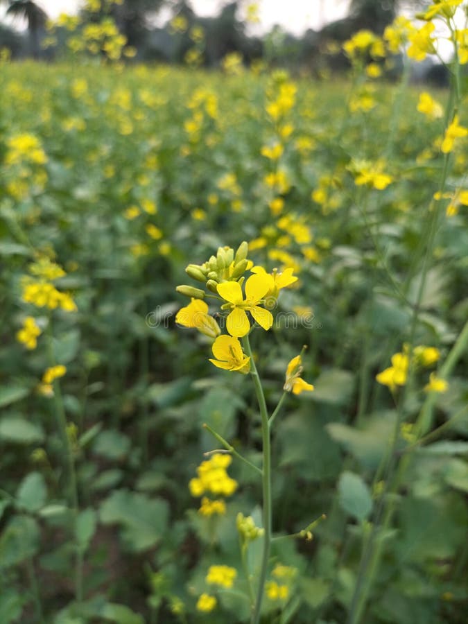 Yello Mustard Flower on Mustard Farm Place. Stock Photo - Image of ...
