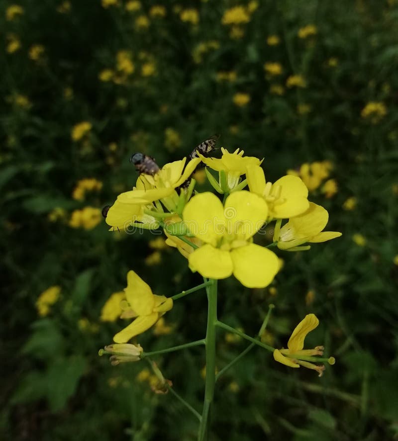 Mustard flower with bee. stock image. Image of grass - 205683831