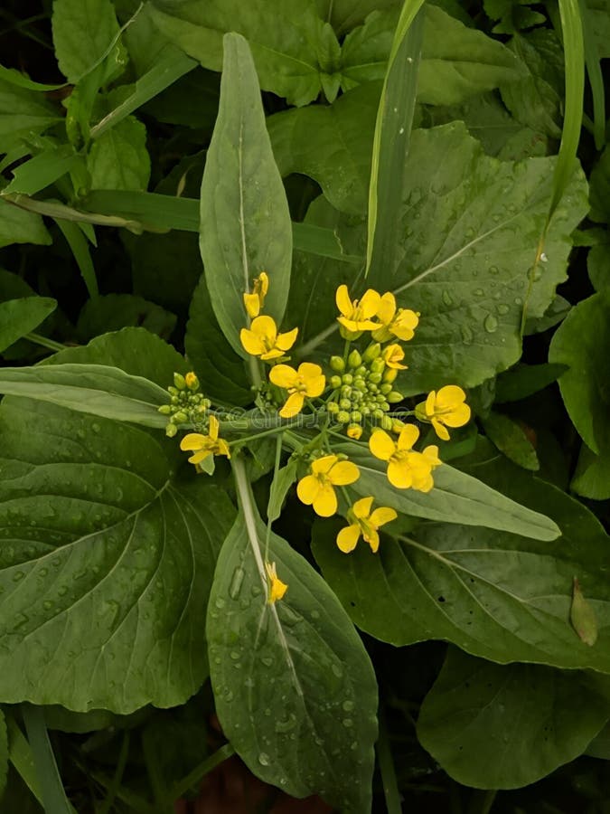 Mustard flower in bloom stock photo. Image of trees - 209979220