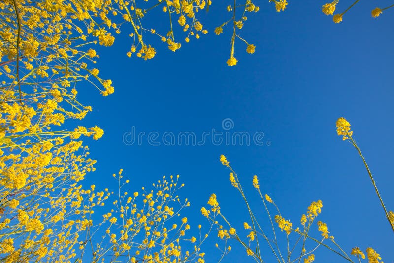 Mustard Flower Blooms Rising into the Blue Sky Stock Photo - Image of ...