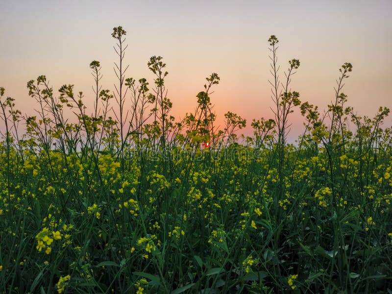 Mustard Flower Blossoms in the Field at Sunset Stock Photo - Image of ...