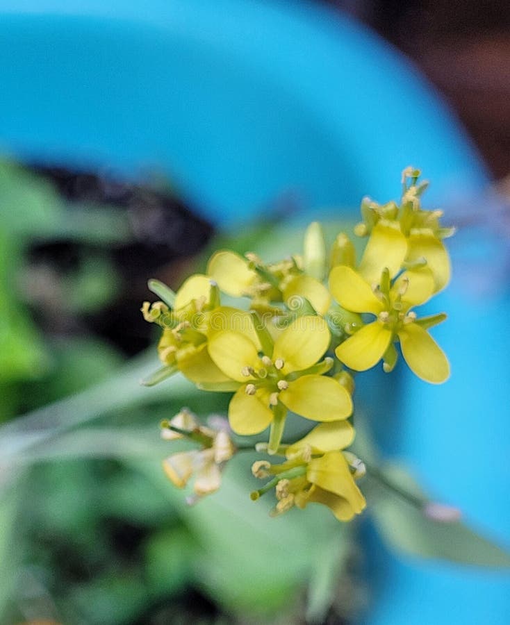 Mustard flower stock image. Image of fruit, wildflower - 251072557