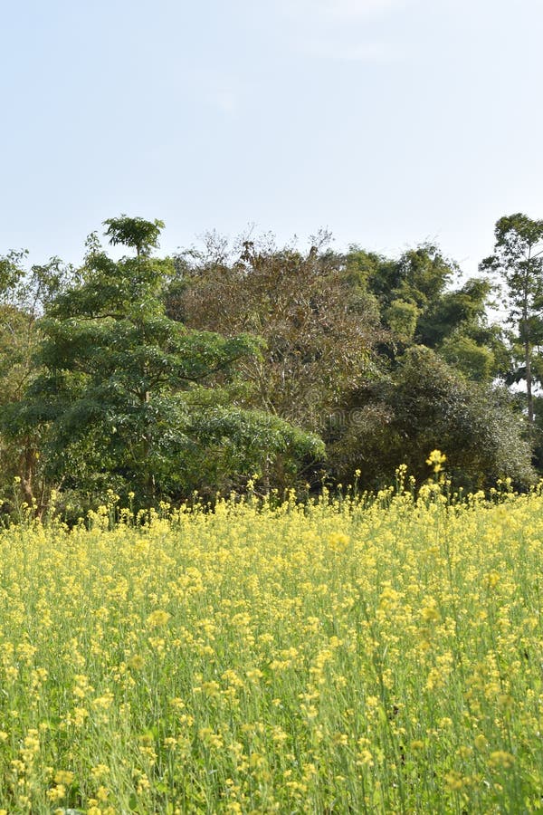 Mustard Flower in a Mustard Caltivation Field Yellow Colour Mustard ...
