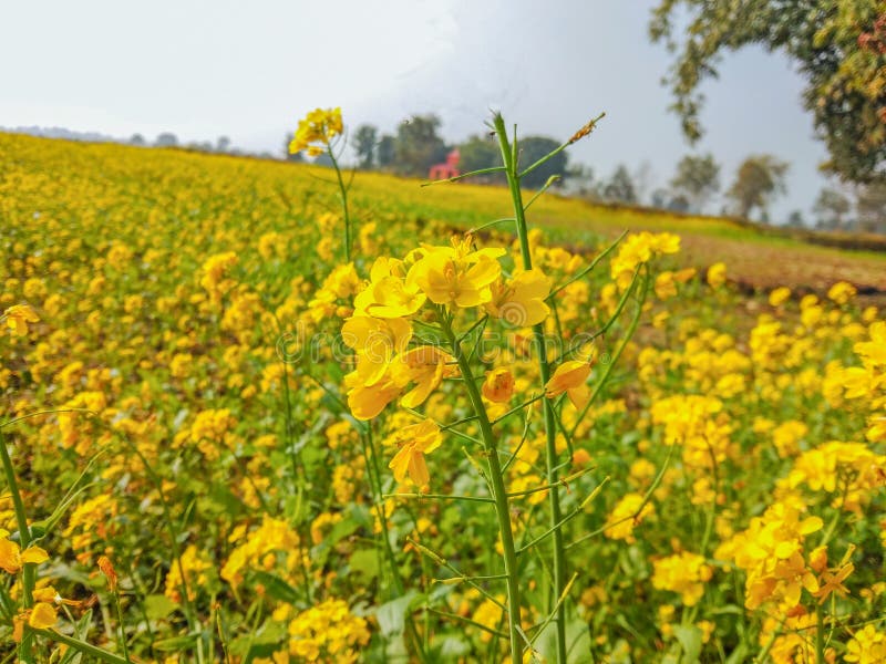 Mustard flower on farm stock image. Image of growing - 169556825