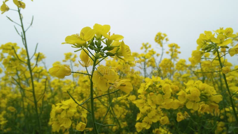 Mustard Flower Field is Full Blooming Stock Photo - Image of mustard ...