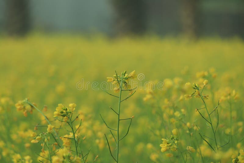 Mustard Flower Field is Full Blooming Stock Photo - Image of flower ...