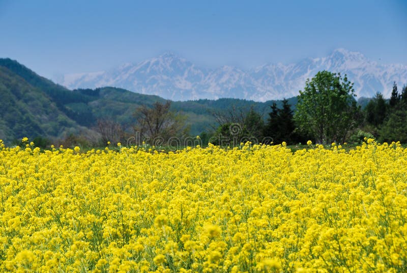 Mustard Flower Field in Japan Stock Image - Image of field, japan: 52681371