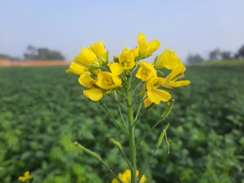 Mustard Flower in the Field Stock Photo - Image of prairie, grass ...