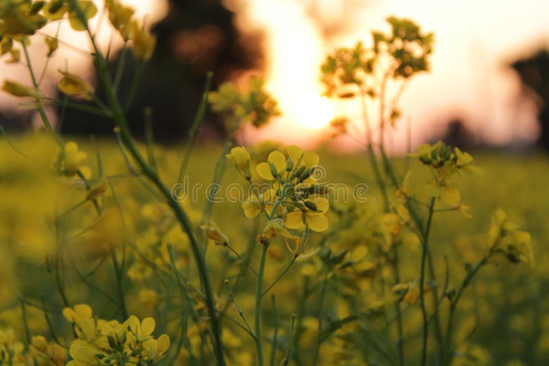 Mustard Flower Field during Sunset, India Stock Image - Image of ...