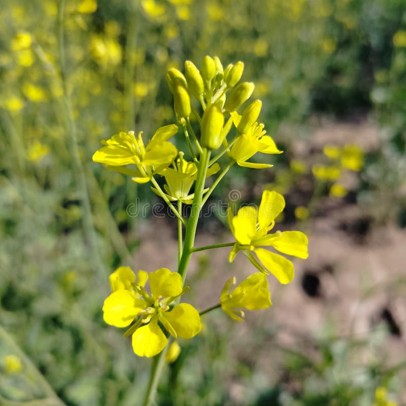 Mustard flower in field. stock image. Image of crop - 277702703