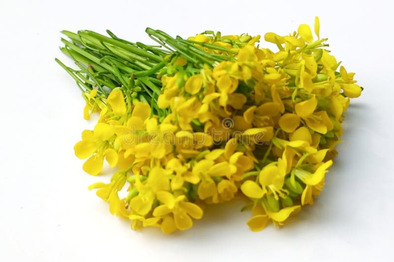 Mustard Flower Isolated on White Background Stock Photo - Image of herb ...