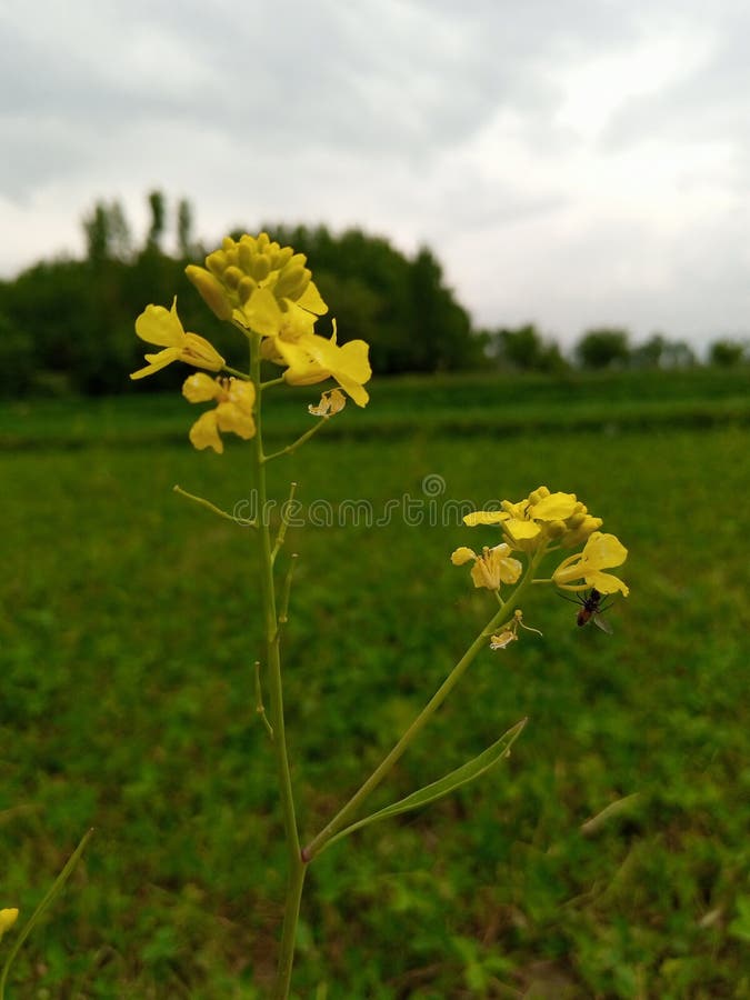 Mustard Flower of Kpk Lower Dir Stock Image - Image of local, flower ...
