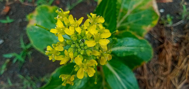 Mustard Flower,when Leaves Grow Old Flower Create New Seeds. Stock ...