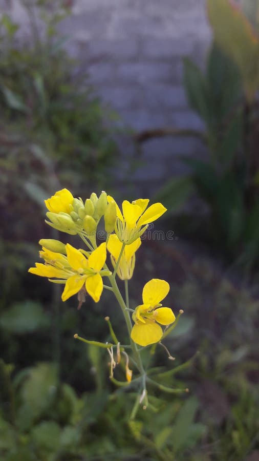 Mustard flower stock image. Image of mustard, flower - 122706659