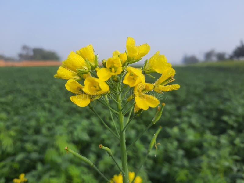 137 Sarso Flower Stock Photos - Free & Royalty-Free Stock Photos from ...