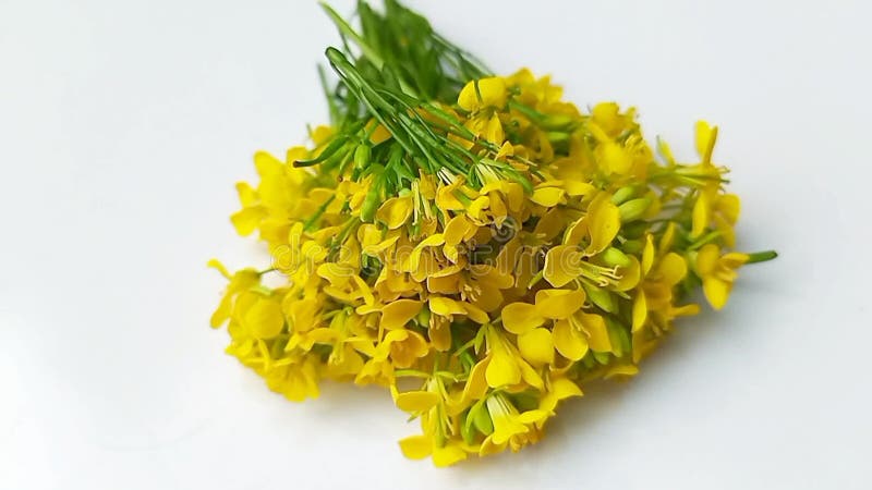 Mustard Flower on White Background Stock Video - Video of beautiful ...
