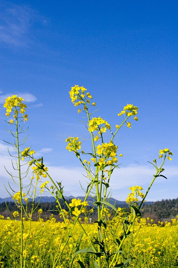 Mustard Flowers stock photo. Image of fields, nature, mountain - 76288