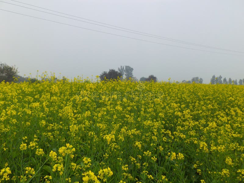 Mustard flowers stock image. Image of farming, cultivation - 84267937