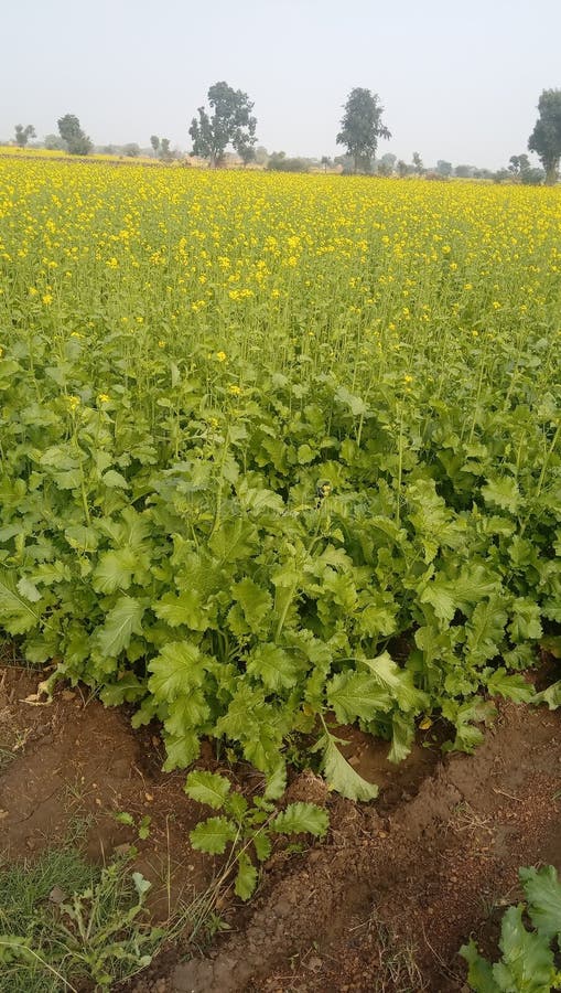 Mastard Flower Stock Photos - Free & Royalty-Free Stock Photos from ...