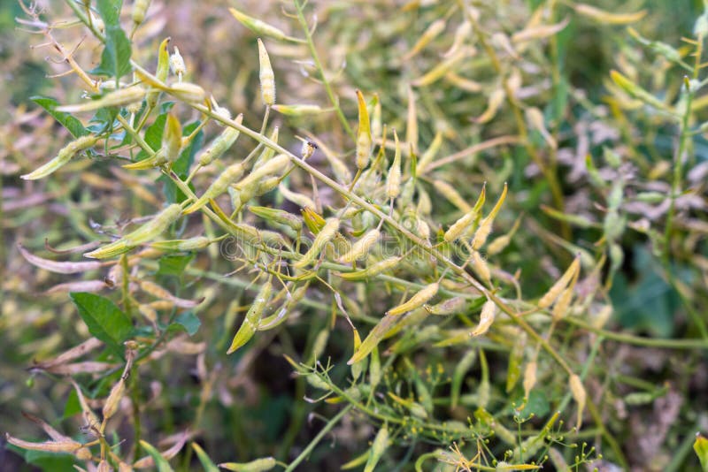 Mustard Fruits, Mustard Seeds Plants Stock Image - Image of fruits ...