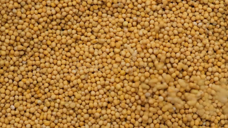 Mustard Grains Pouring from Top To Bottom Slow Motion Top View Stock ...