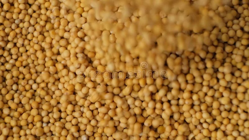 Mustard Grains Pouring from Top To Bottom Slow Motion Top View Stock ...