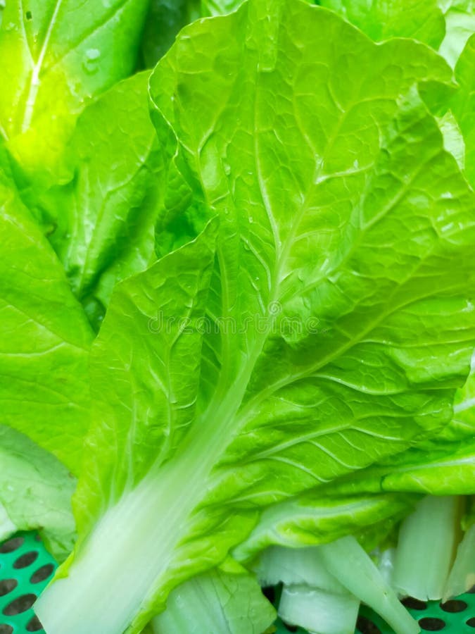 Mustard Greens that Have Been Cleaned Stock Photo - Image of tree ...