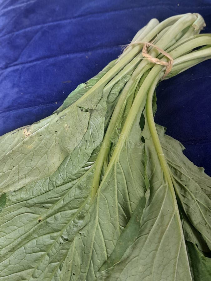 Mustard Greens, a Vegetable that is Suitable for Various Dishes Stock ...
