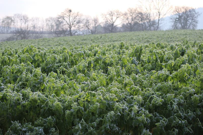 The Mustard is Juicy Green in the Wild - Despite the Winter Stock Photo ...