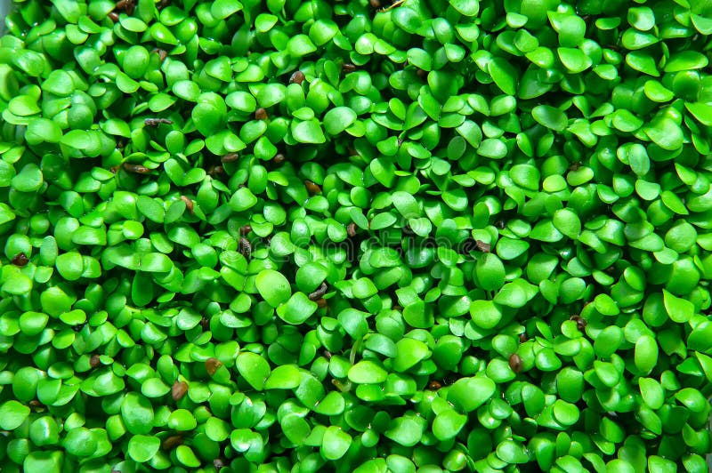Mustard Microgreen. Green Leaf Texture Close Up Stock Image - Image of ...