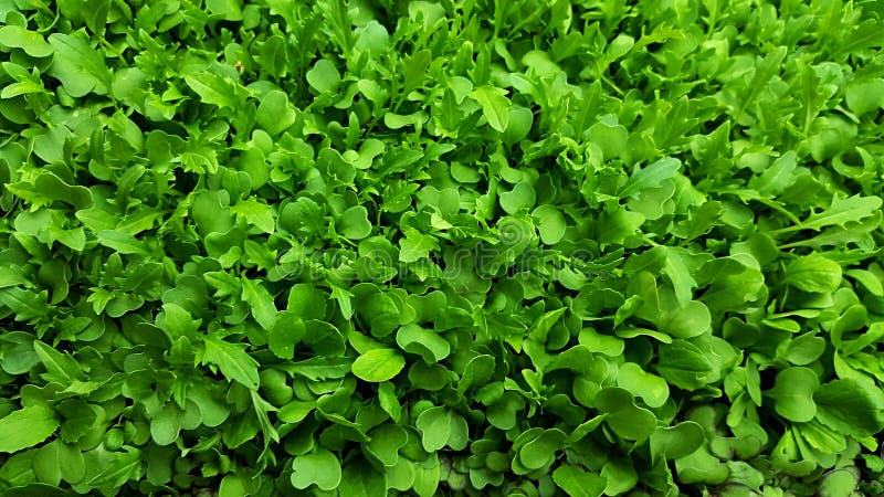 Mustard Microgreens Closeup Stock Photo - Image of giant, mizuna: 117768242