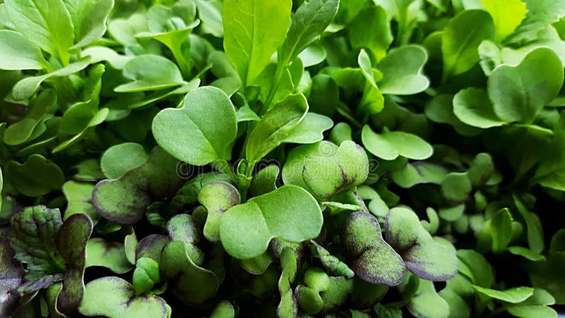 Mustard Microgreens Closeup Stock Image - Image of micro, closeup ...
