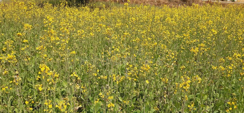 Mustard Oil Farming in Eastern Nepal Stock Photo - Image of eastern ...