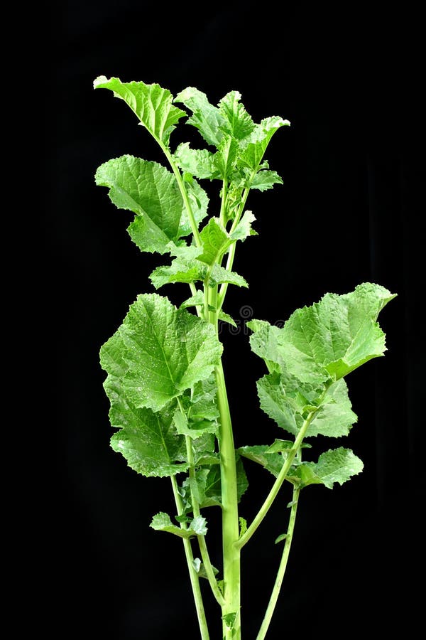Mustard plant stock photo. Image of stem, healthy, chlorophyll - 29210474